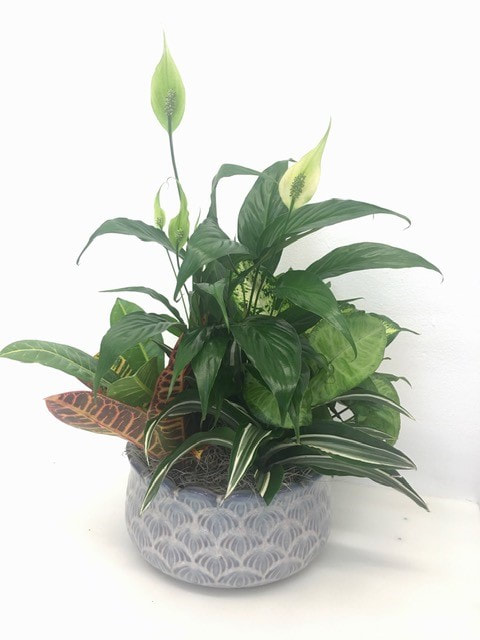 Dish Garden in Ceramic Pot